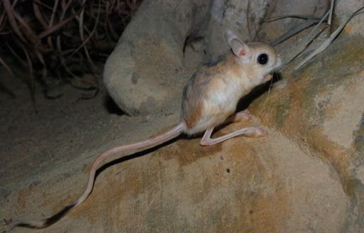 Night Loving Mouse: Long-Eared Jerboa mouse Family Of The Dipodidae.