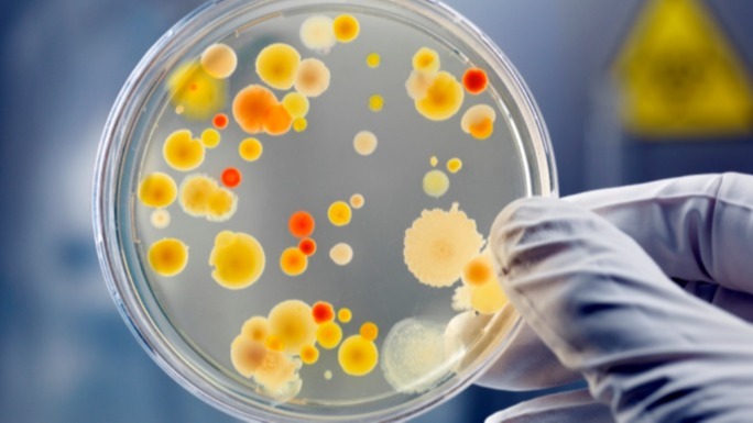 KIA: Kligler Iron Agar Used For The Bacterial Growth.