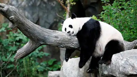 22-Year-Old Mammoth Panda Mei Xiang Gives Birth At National Zoo.