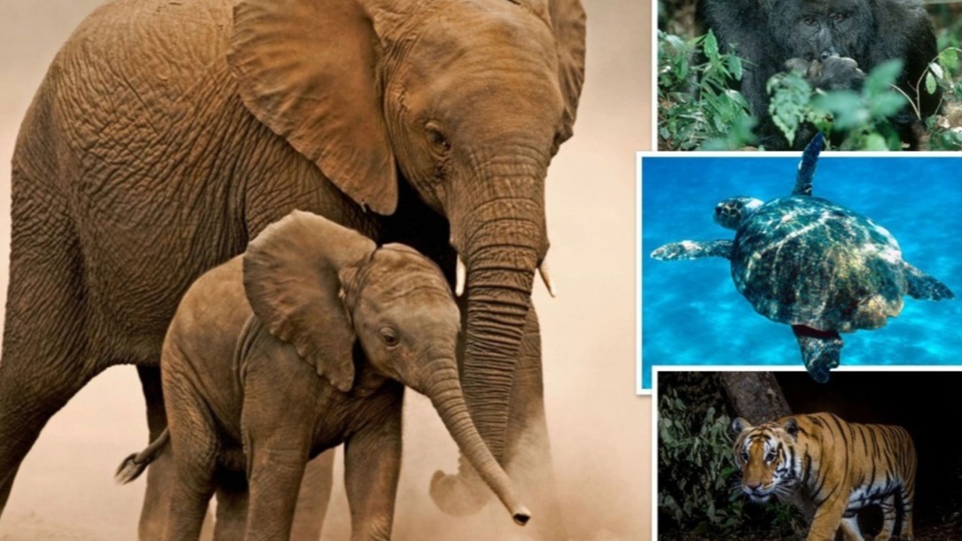 Humans: Misusing And Annihilating Nature On An Uncommon Scale.