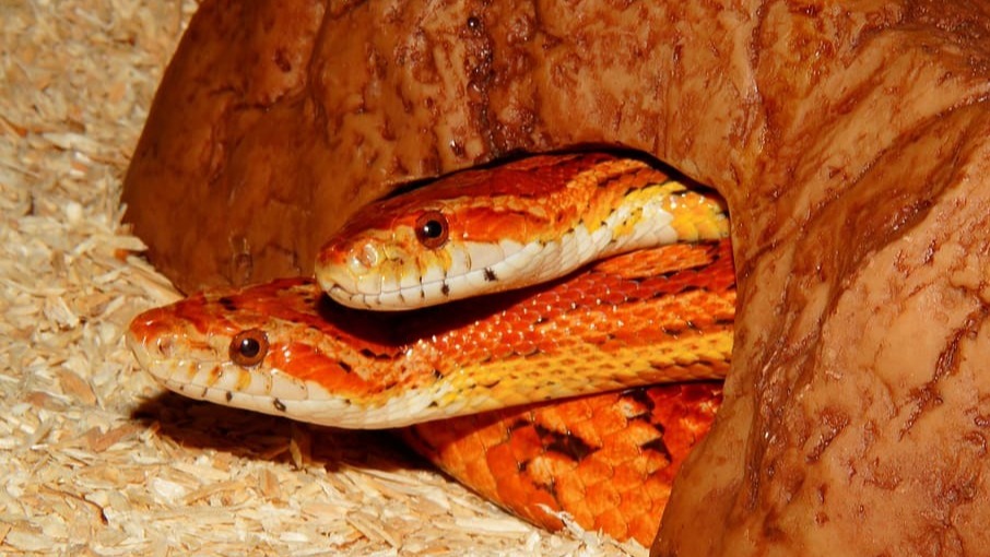 Evolutionary Creation Of Skin Colors Announced By Genetic Mutation In ...