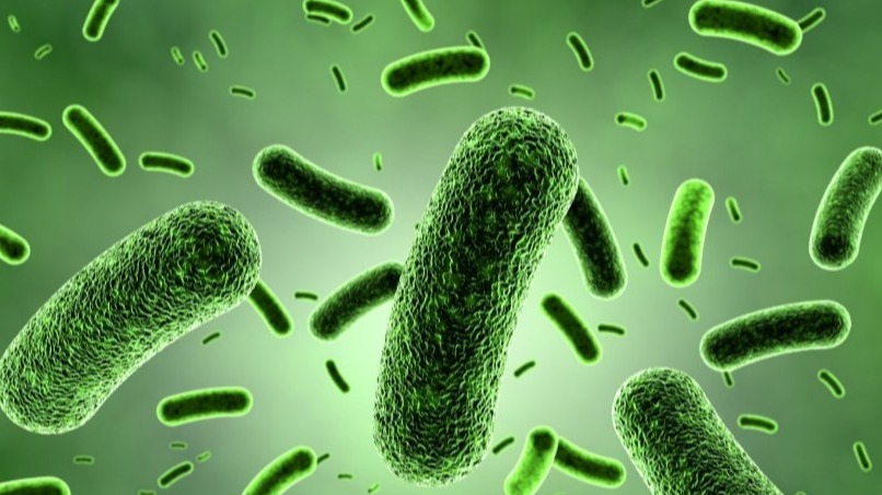 Infections Thanks To Anaerobic Microorganisms And Also The Role Of ...