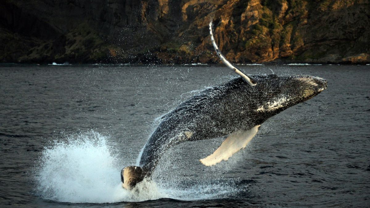 Scientists Discover New Whale Species With Distinctive Sound Within The ...