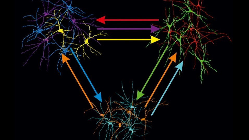 Neuronal Circuits For Fine Motor Skills.