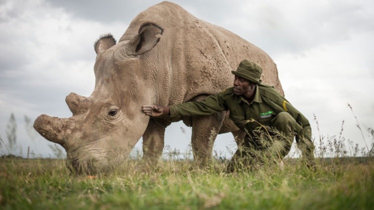 COVID Vs Conservation: Whereby The Northern White Rhino Rescue ...