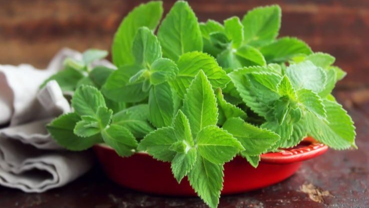 Conventional Ghanaian Drug Treatments Show Promise Against Tropical ...