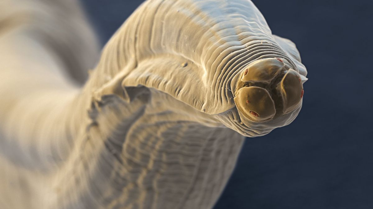 Frenzy’ Of Hook-Jawed Sea Worms Spotted Swarming Off South Carolina.