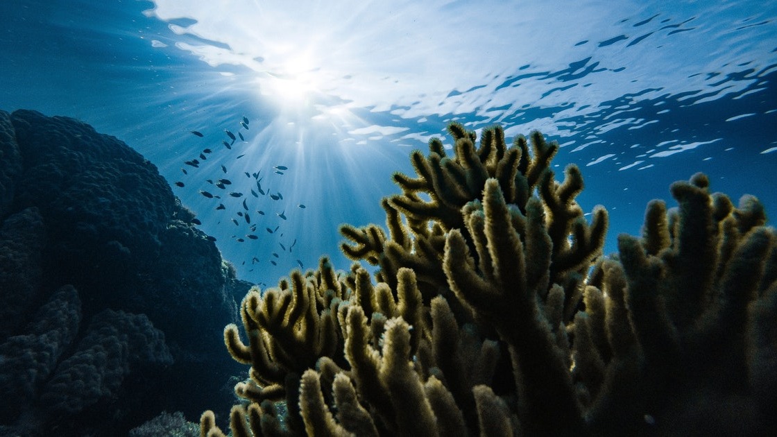 Coral Predators Exert A Far Large Impact On Young Coral Than Predicted.