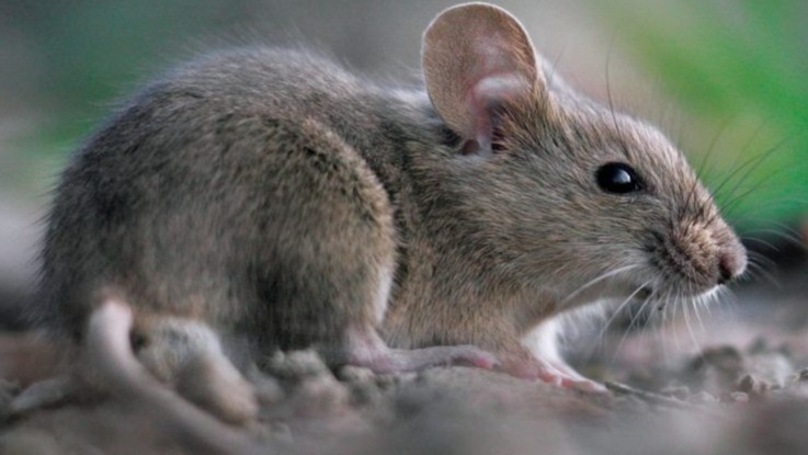 Australia's Mice Plague: The Unprecedented Problem, Caused by Rodent ...